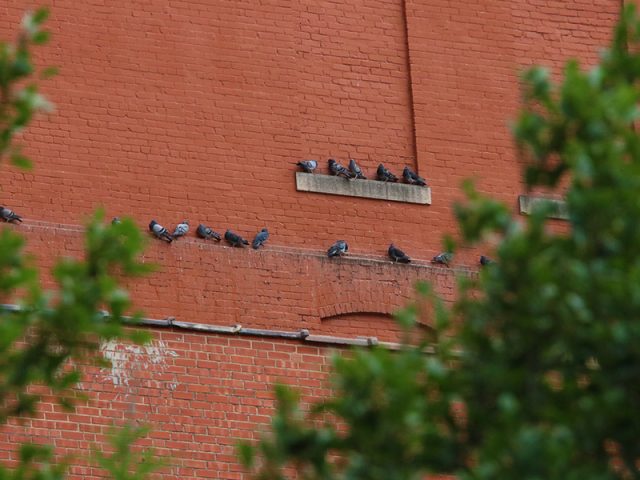 The Wilds of Downtown Dallas – DFW Urban Wildlife