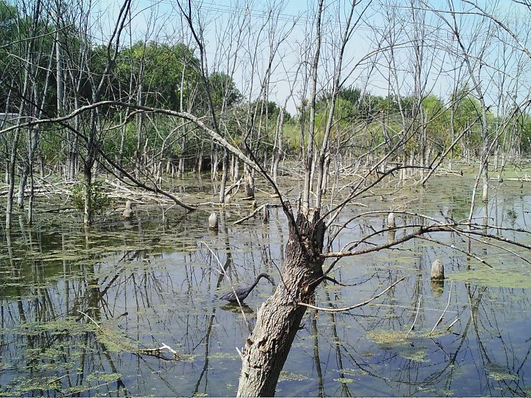 Camera Trapping the Swamp – DFW Urban Wildlife