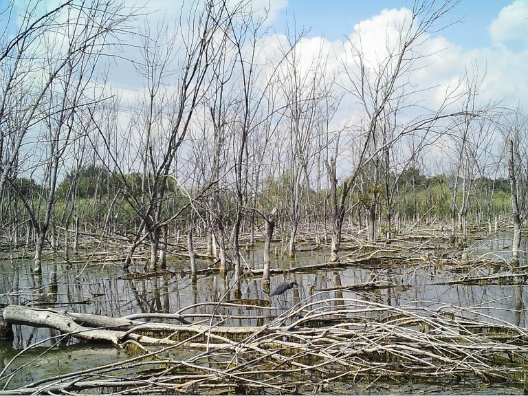 Camera Trapping the Swamp – DFW Urban Wildlife