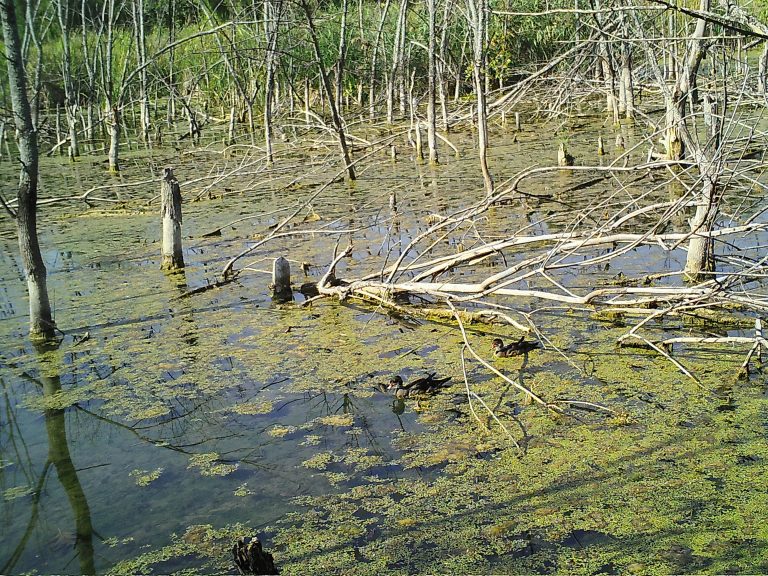 Camera Trapping the Swamp – DFW Urban Wildlife