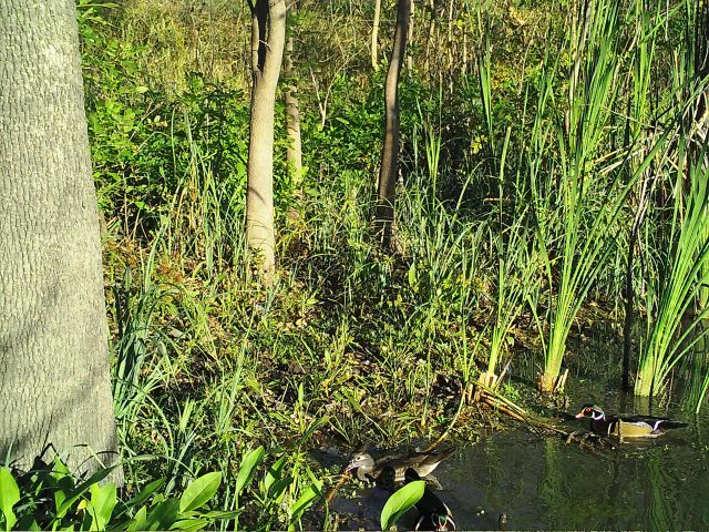 Camera Trapping the Swamp – DFW Urban Wildlife