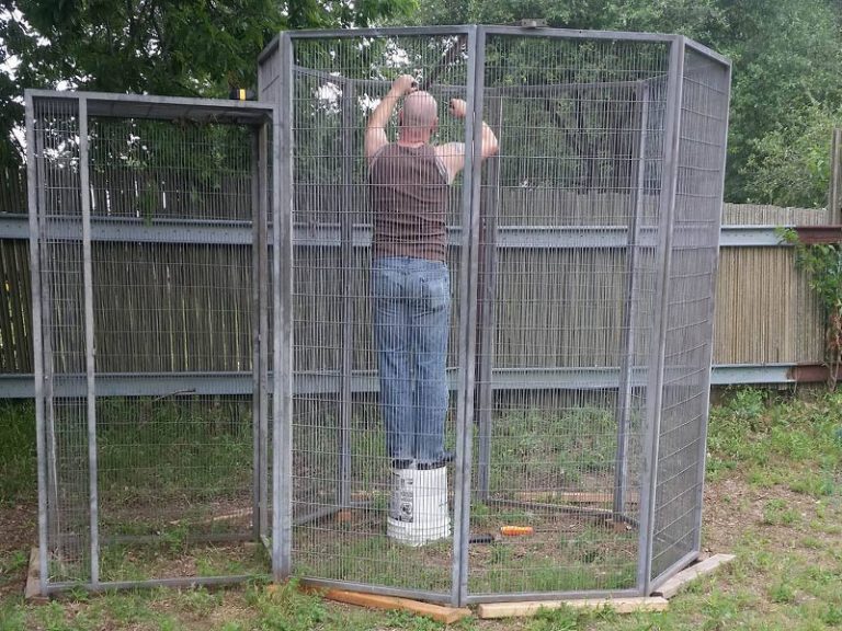 Gray Foxes Get Some Help – DFW Urban Wildlife