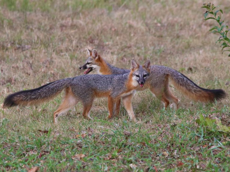Gray Foxes Get Some Help – DFW Urban Wildlife