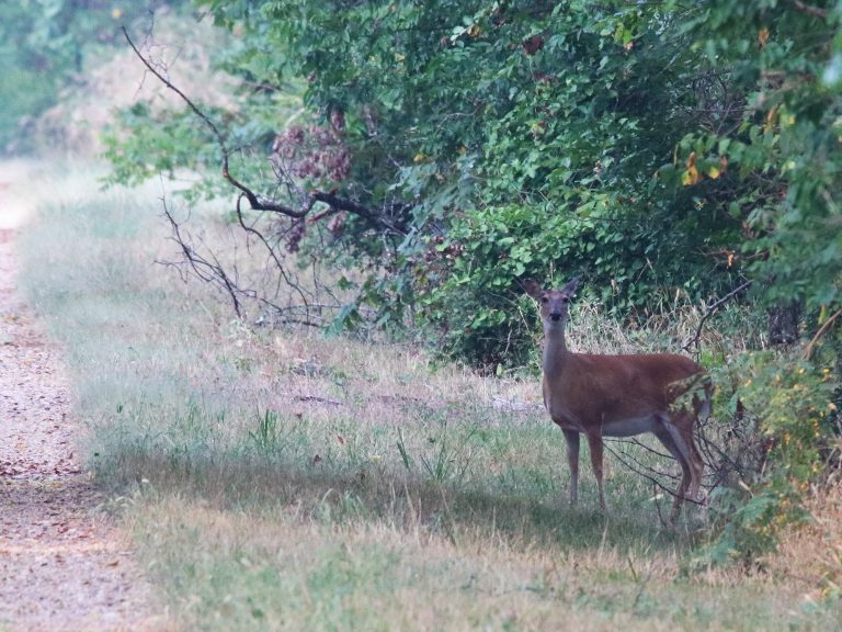 Hiking the Habitat at Hagerman – DFW Urban Wildlife