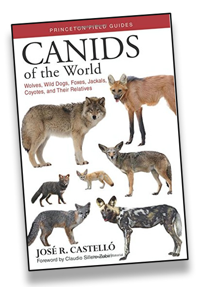 The Raccoon Dog? – DFW Urban Wildlife