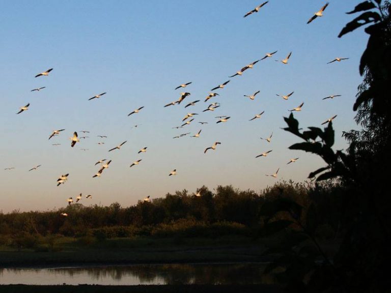 Pelicans of the Great Trinity Forest – DFW Urban Wildlife