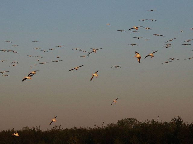 Pelicans of the Great Trinity Forest – DFW Urban Wildlife