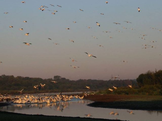 Pelicans of the Great Trinity Forest – DFW Urban Wildlife