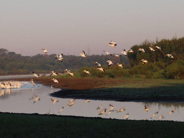 Pelicans of the Great Trinity Forest – DFW Urban Wildlife