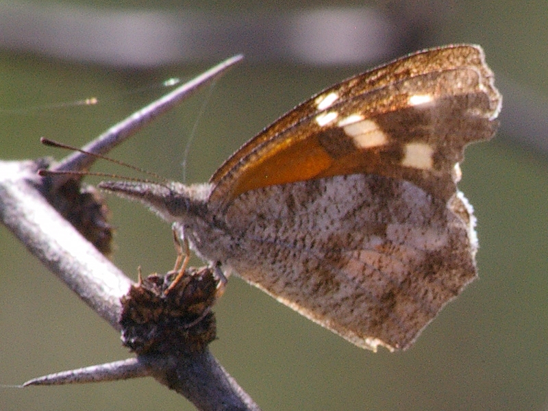 American Snout Butterfly – Mated Pair – DFW Urban Wildlife