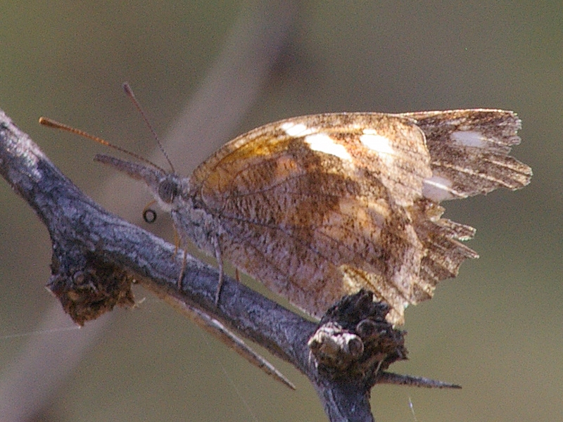American Snout Butterfly – Mated Pair – DFW Urban Wildlife