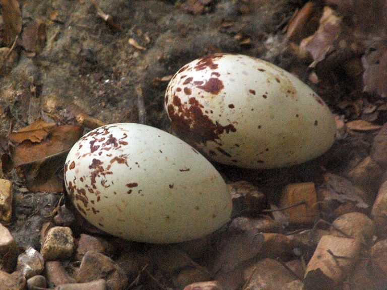 Black Vulture – Egg to Fledgling – DFW Urban Wildlife