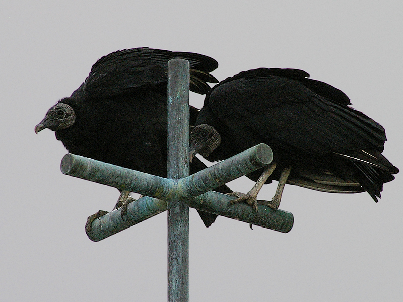 Black Vulture – Just Out of Reach – DFW Urban Wildlife