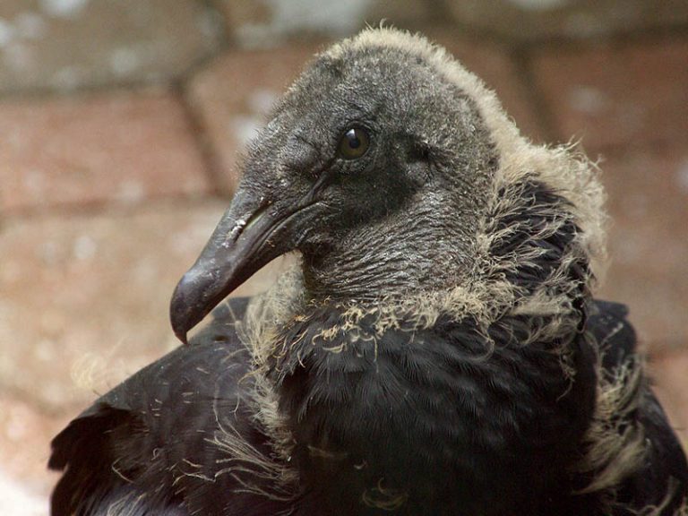 Black Vulture – Egg to Fledgling – DFW Urban Wildlife