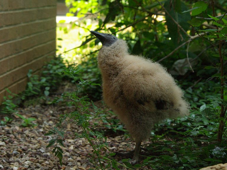 Black Vulture – Egg to Fledgling – DFW Urban Wildlife
