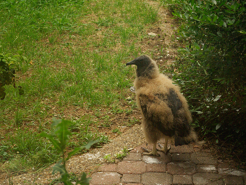 Black Vulture – Egg to Fledgling – DFW Urban Wildlife