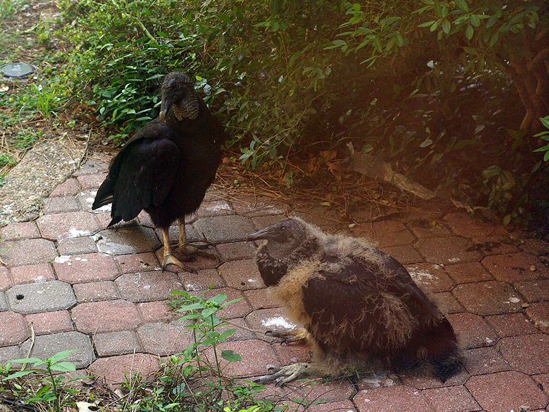 Black Vulture – Egg to Fledgling – DFW Urban Wildlife