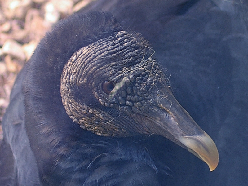 Black Vulture – Egg to Fledgling – DFW Urban Wildlife