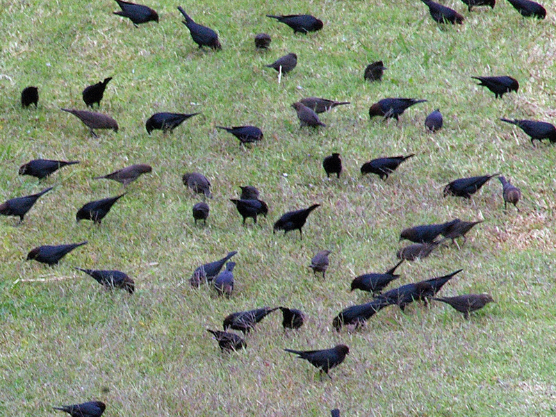 Brown-headed Cowbird – Conventioneering – DFW Urban Wildlife