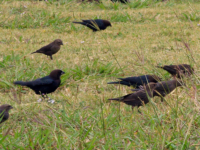 Brown-headed Cowbird – Conventioneering – DFW Urban Wildlife
