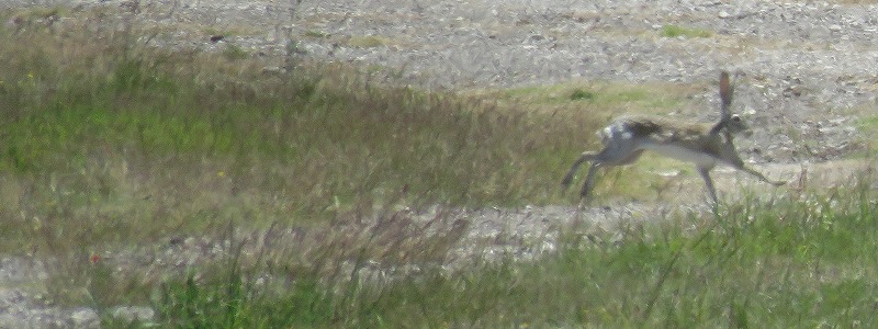 North Texas Jackrabbits – DFW Urban Wildlife