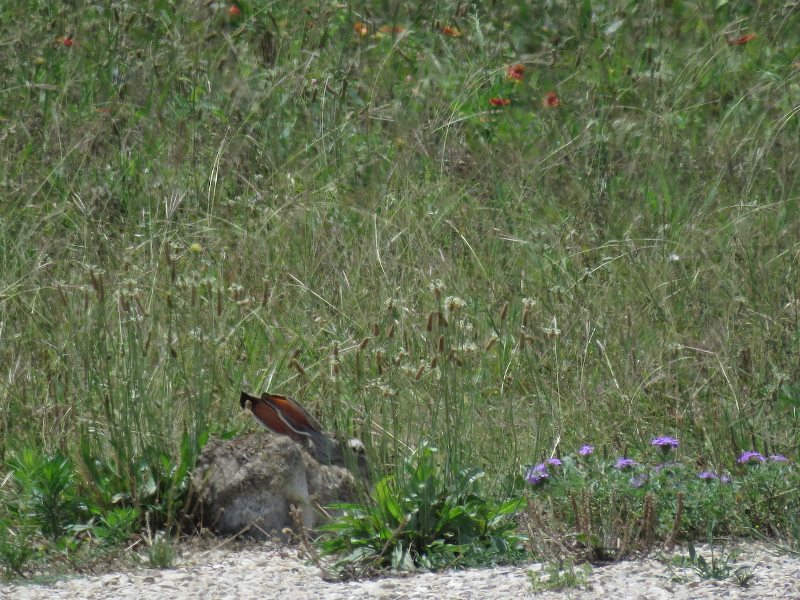 North Texas Jackrabbits – DFW Urban Wildlife