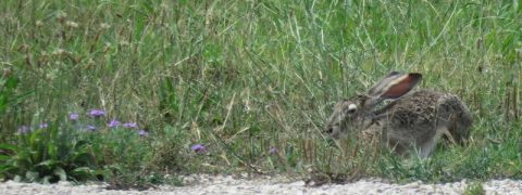 North Texas Jackrabbits – DFW Urban Wildlife