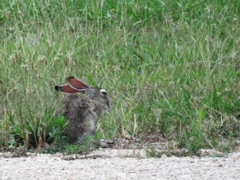 North Texas Jackrabbits – DFW Urban Wildlife