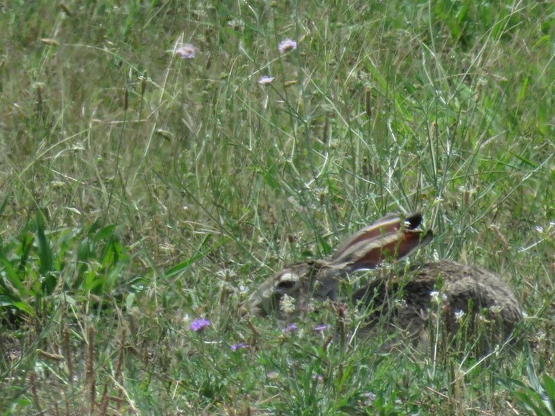 North Texas Jackrabbits – DFW Urban Wildlife