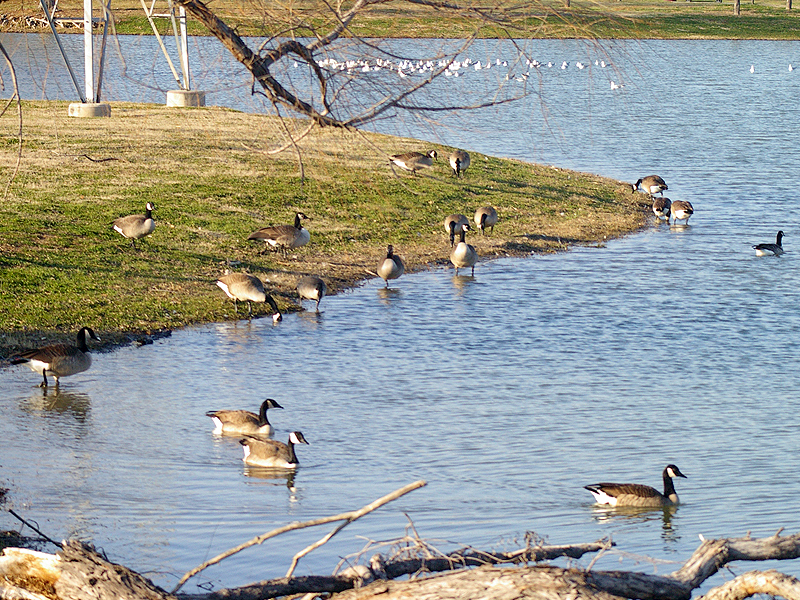 Canada Goose – A Day at the Park – DFW Urban Wildlife