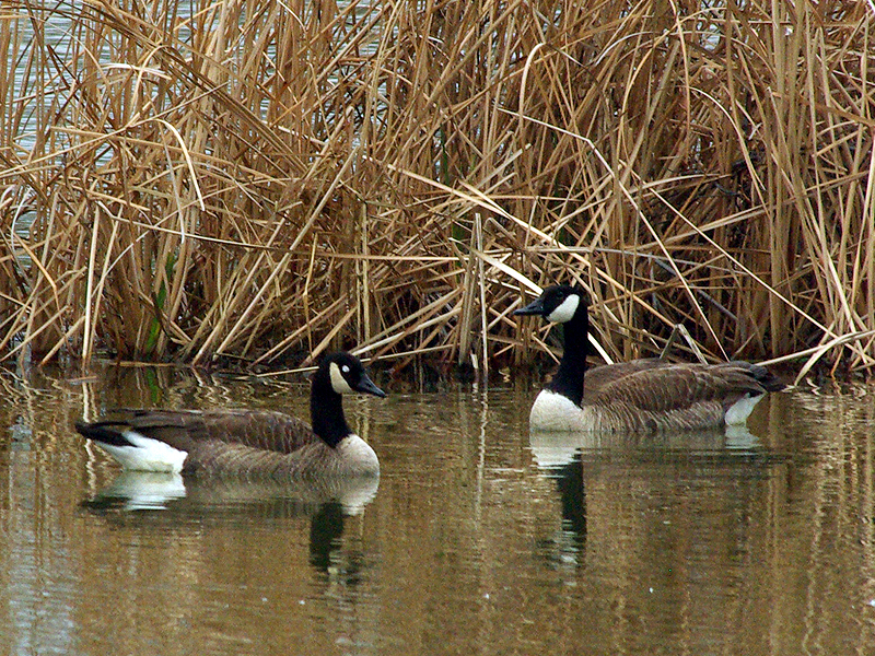 Canada Goose – Mated Pair – DFW Urban Wildlife