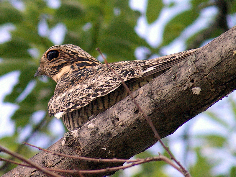 Common Nighthawk – Company – DFW Urban Wildlife