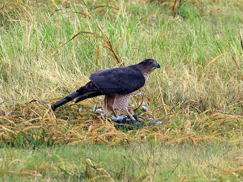 Cooper’s Hawk – Out of the Blue – DFW Urban Wildlife