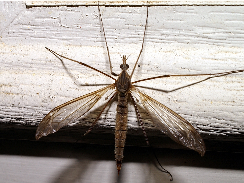 Crane Fly – What’s Bugging You? – DFW Urban Wildlife