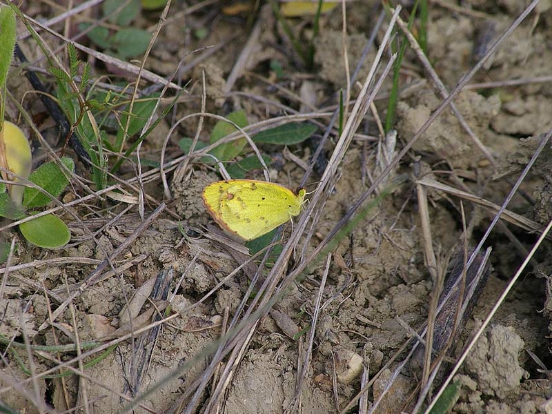 Little Yellow Butterfly – A Close Look – DFW Urban Wildlife