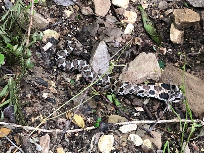 Shared Observations – DFW Urban Wildlife