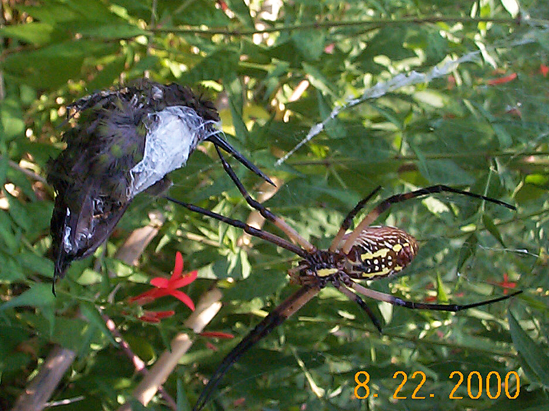 The Death of a Hummingbird – DFW Urban Wildlife