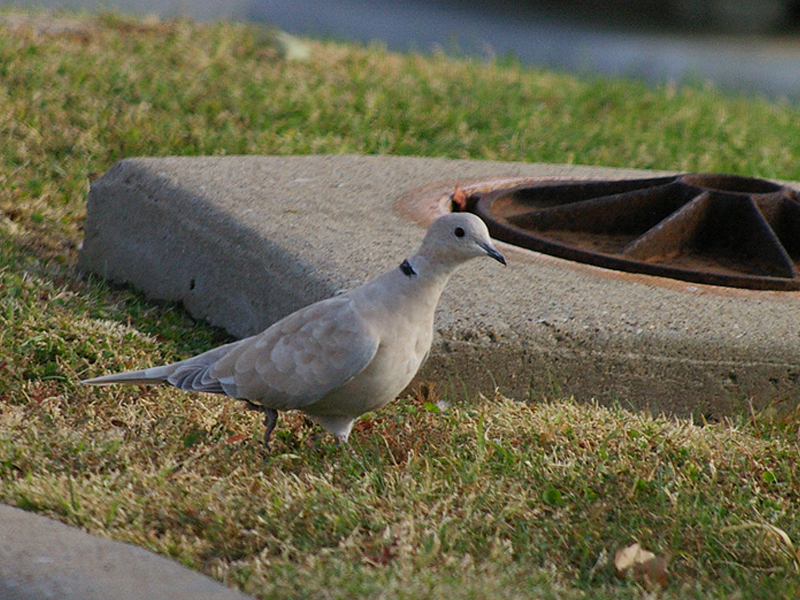 Eurasian Collared-dove – On Jupiter – DFW Urban Wildlife