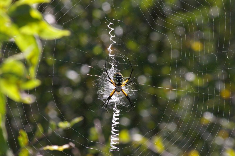 The Death of a Hummingbird – DFW Urban Wildlife