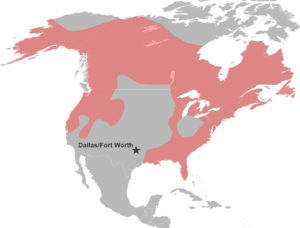 A Whole Lotta Otters – DFW Urban Wildlife