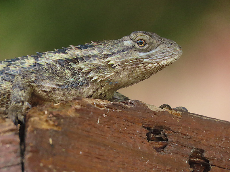 Backyard Dragons – DFW Urban Wildlife