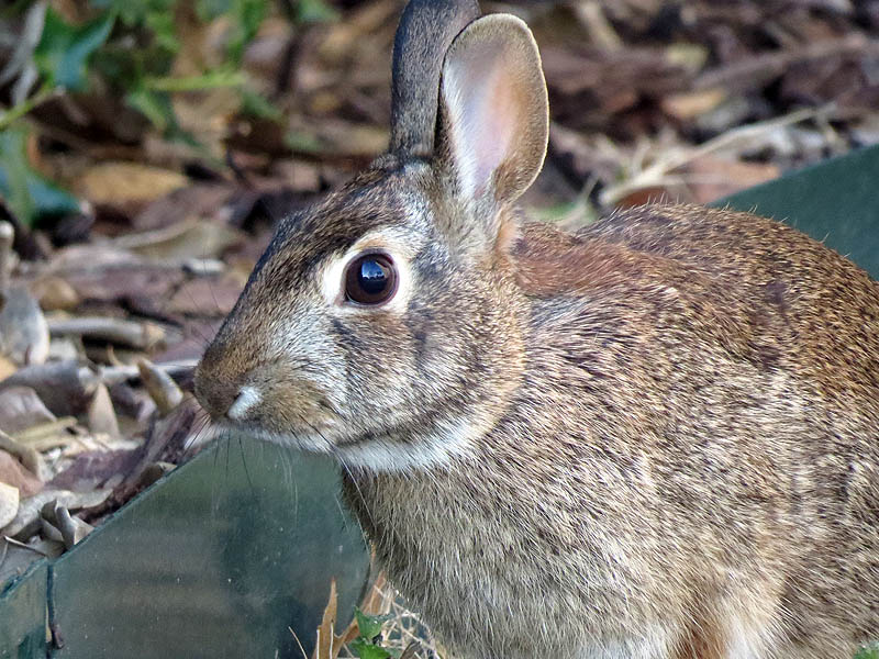 Vultures Find a Cottontail – DFW Urban Wildlife