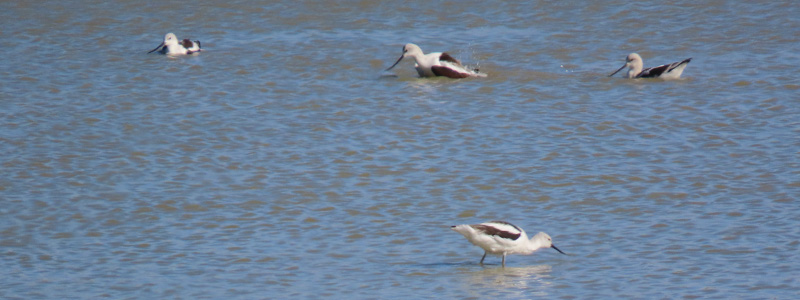 American Avocets – DFW Urban Wildlife