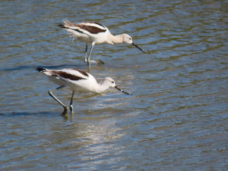American Avocets – DFW Urban Wildlife