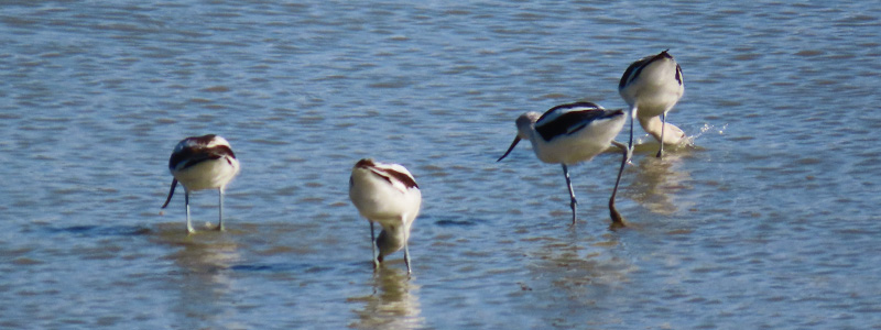 American Avocets – DFW Urban Wildlife