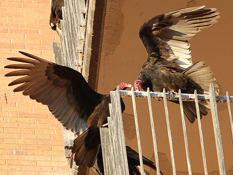 Where to Roost? - DFW Urban Wildlife