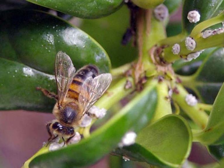Florida Wax Scale – Honeydew – DFW Urban Wildlife