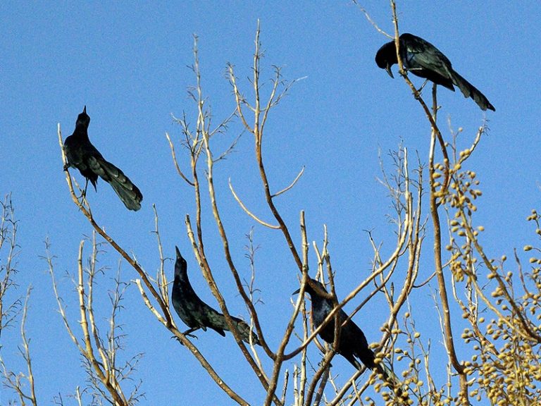 Great-tailed Grackles – Posturing – DFW Urban Wildlife