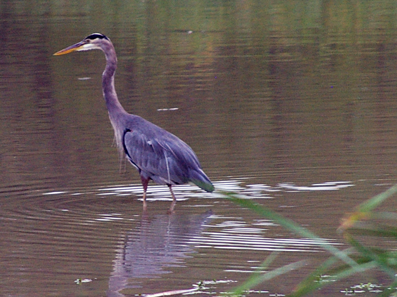 Great Blue Heron – Autumn Colors – DFW Urban Wildlife