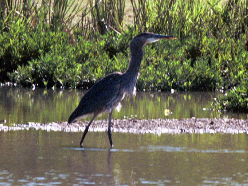 Great Blue Heron – Eating a Fish – DFW Urban Wildlife